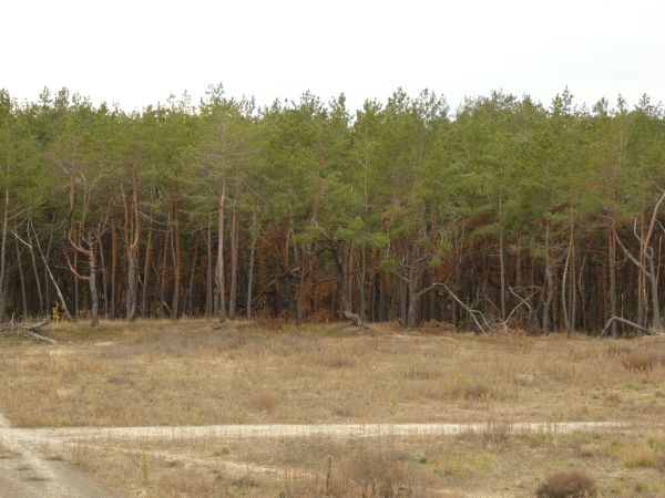 forest side view texture 0028 - Texturelib